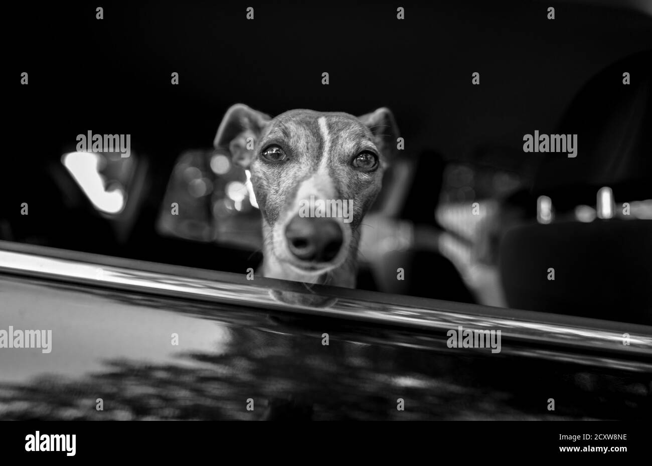 Snap u Black and White Stock Photos & Images - Alamy