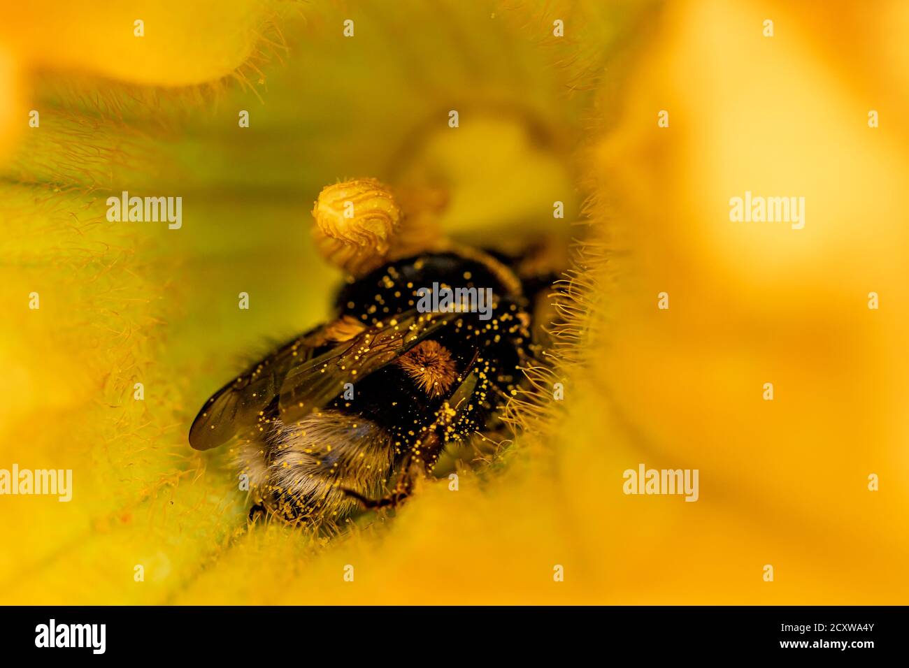 Bee inside of blooming flower, feeding time Stock Photo - Alamy
