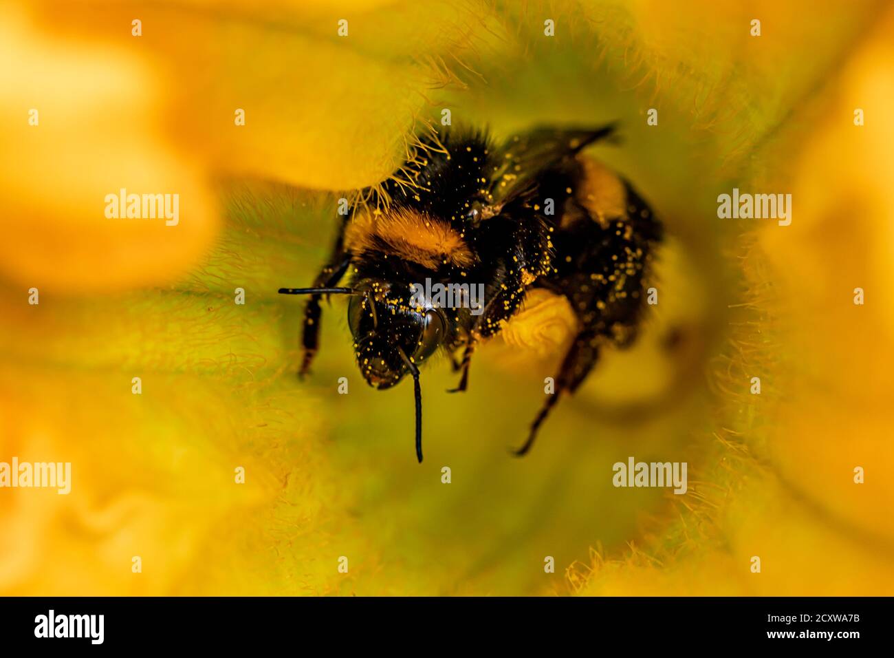 Bee inside of blooming flower Stock Photo - Alamy