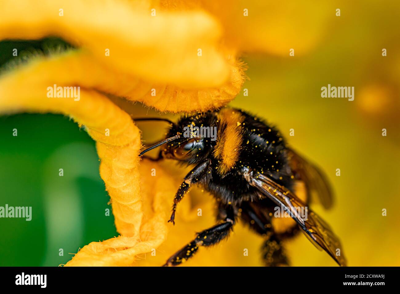 Bee inside blooming yellow hi-res stock photography and images - Alamy