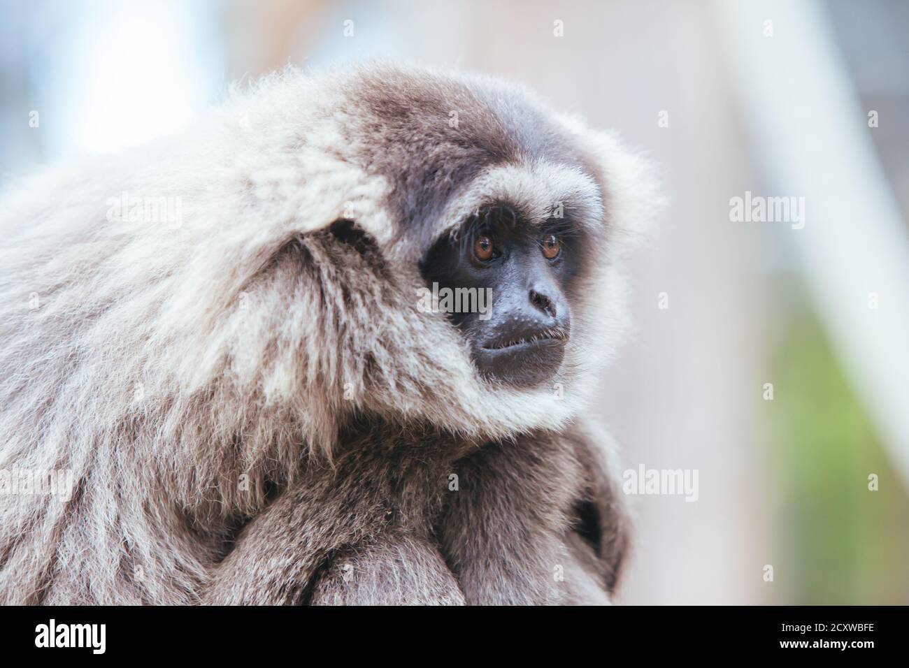 A Silvery Gibbon in Australia Stock Photo - Alamy