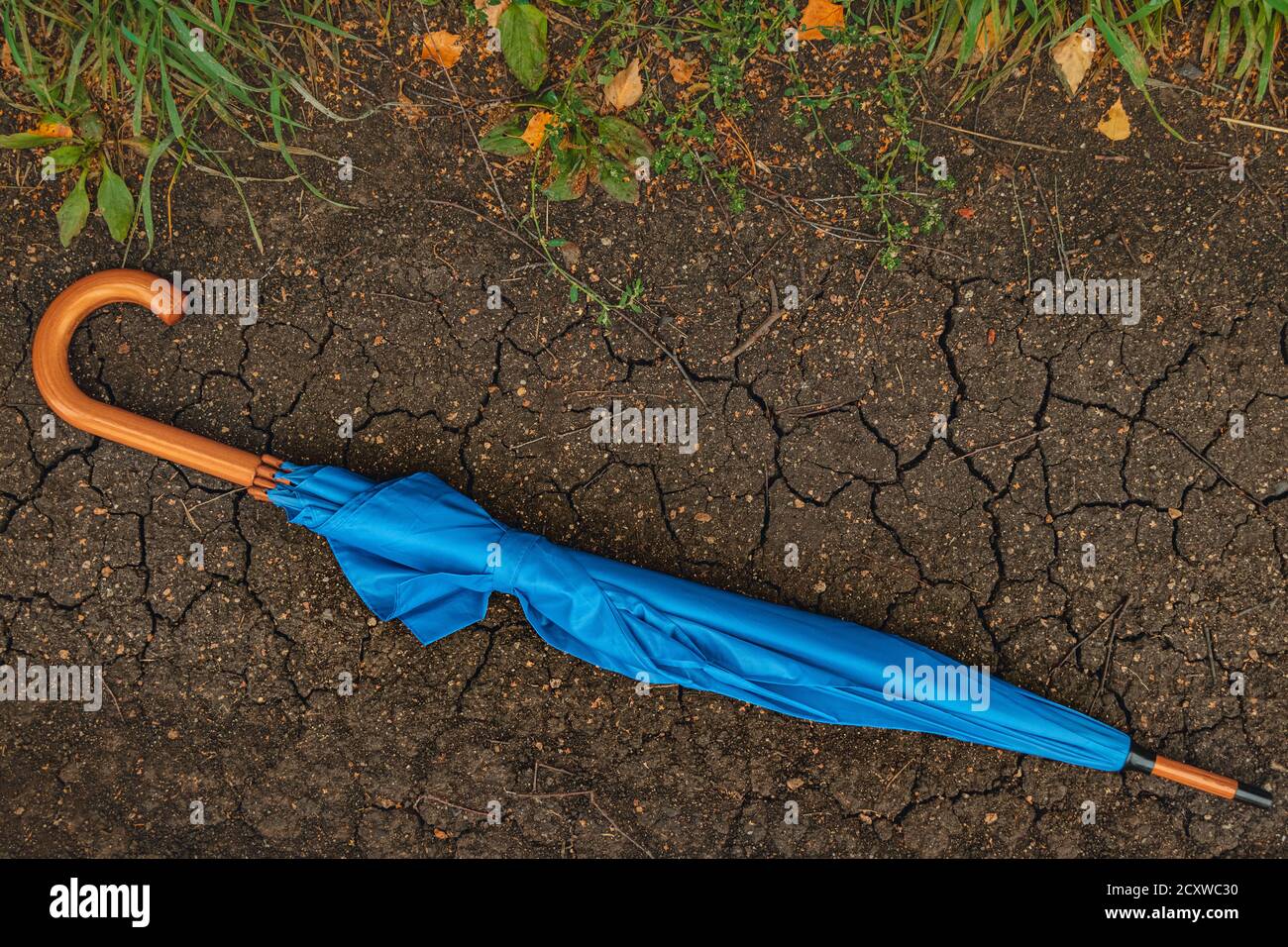 Umbrella on green leaves hi-res stock photography and images - Alamy