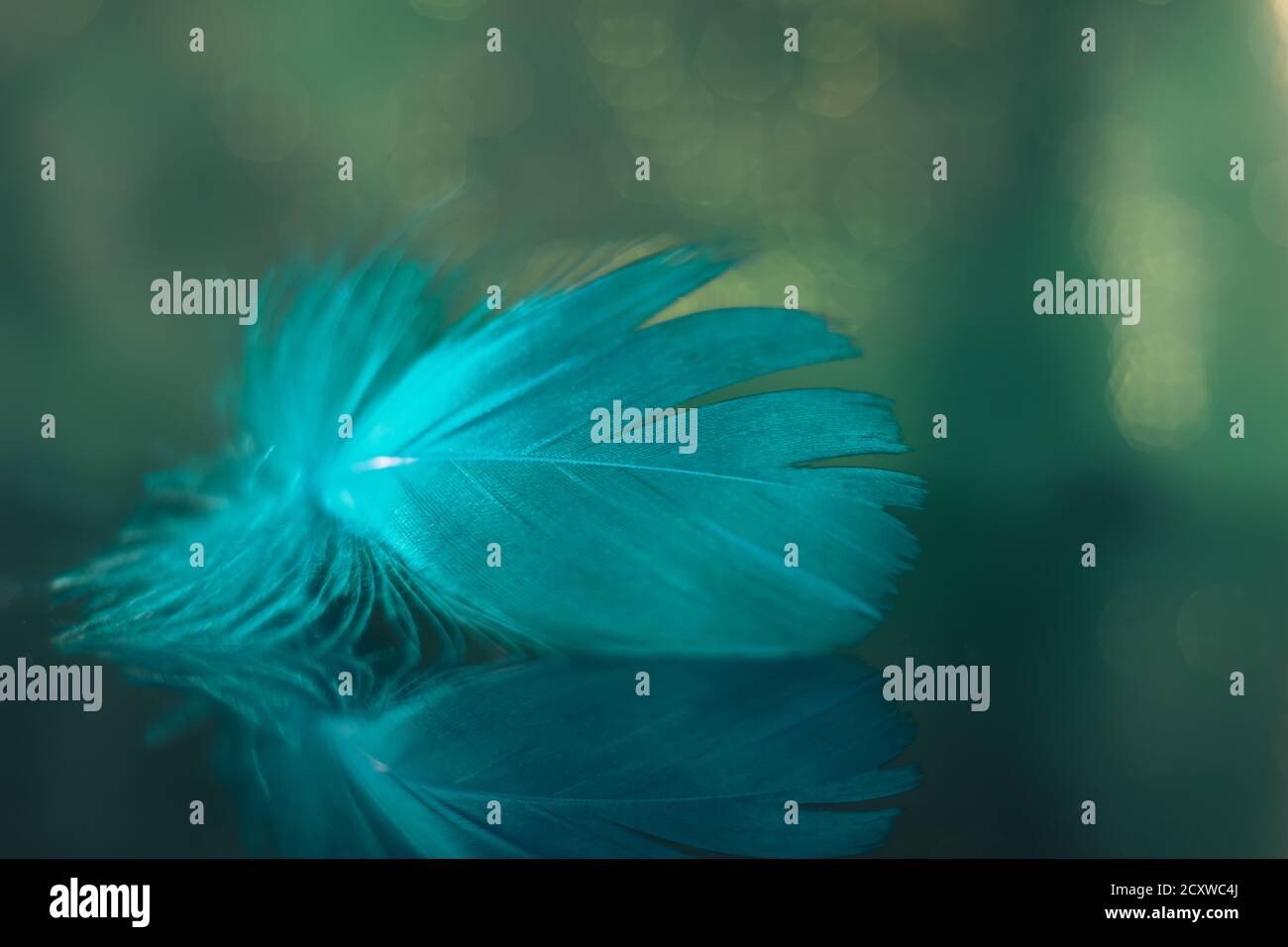 Beautiful blue Bird feather on a bokeh background. Pattern background ...