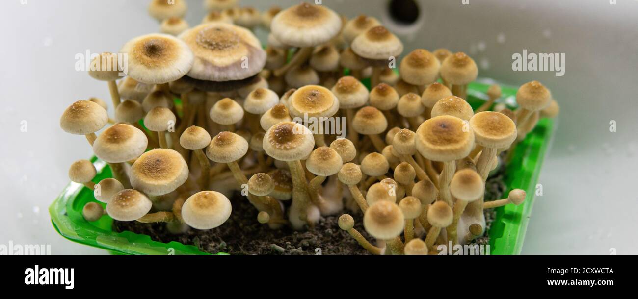 scientific research of psychedelic mushrooms in the field of mental ...
