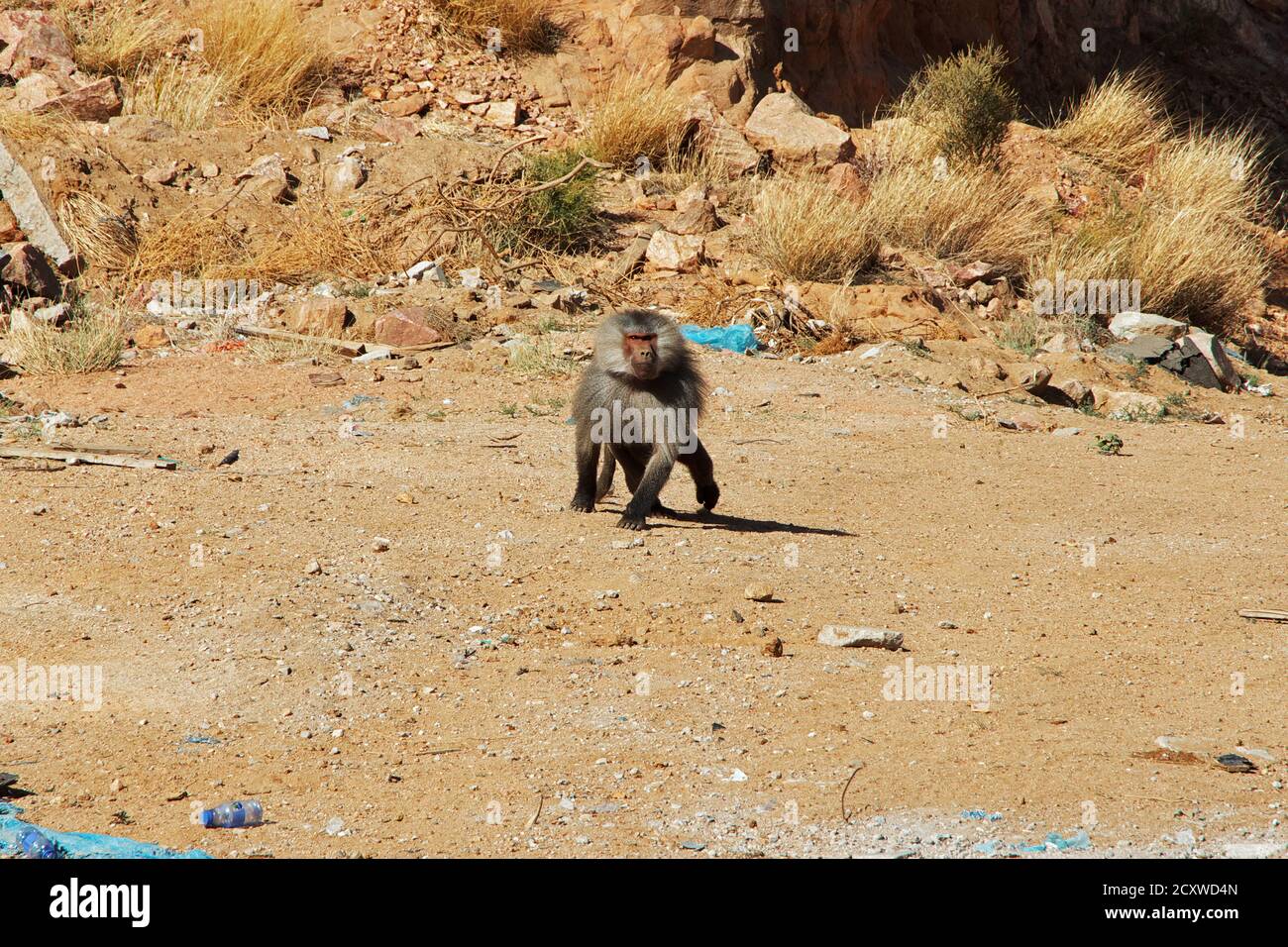 The monkey in Asir region, Saudi Arabia Stock Photo - Alamy