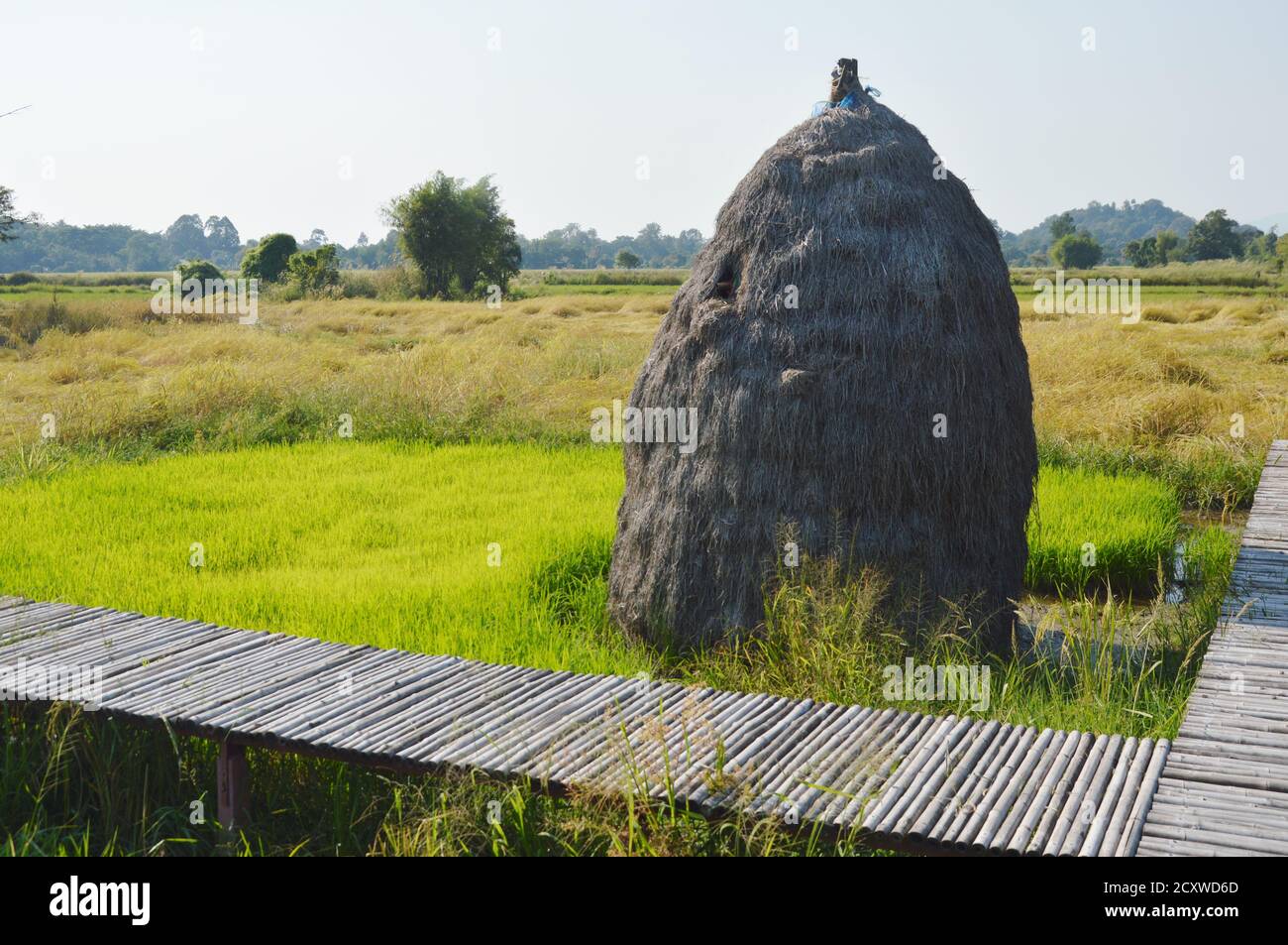 dry straw stacking on paddy field at Thailand countryside in sunny day ...