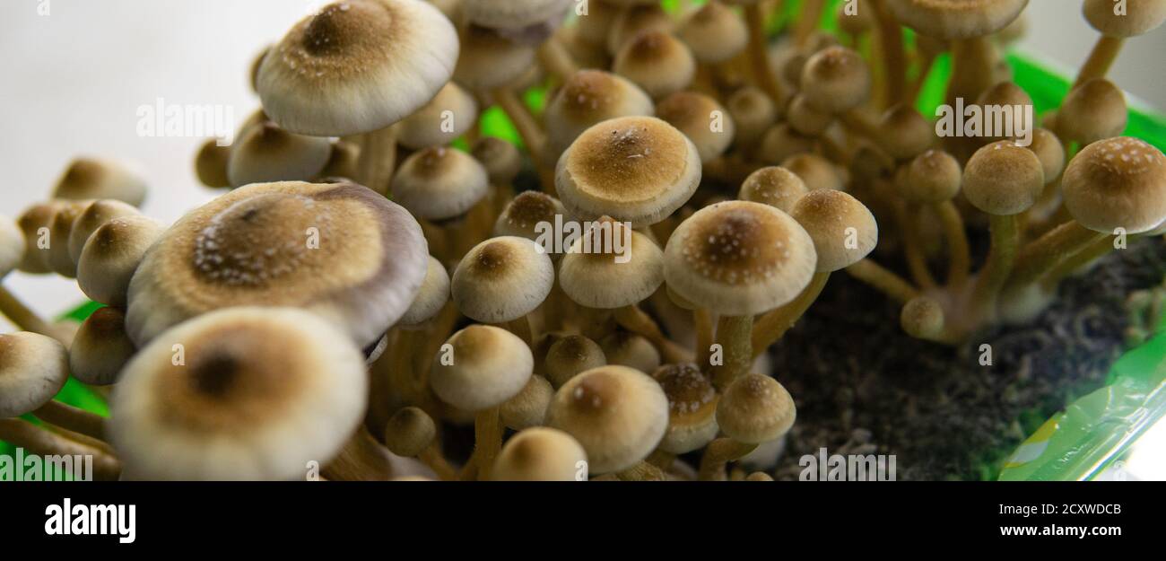 scientific research of psychedelic mushrooms in the field of mental ...