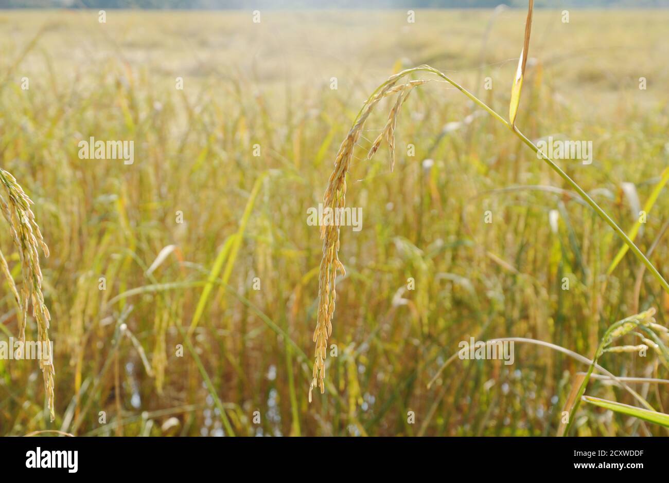 rice paddy growing on branch in farm Thailand Stock Photo - Alamy