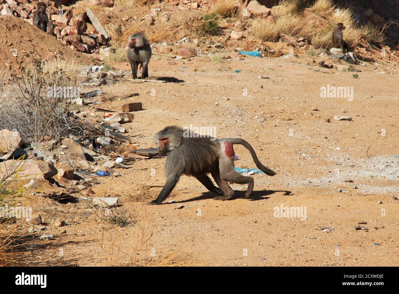 The monkey in Asir region, Saudi Arabia Stock Photo - Alamy