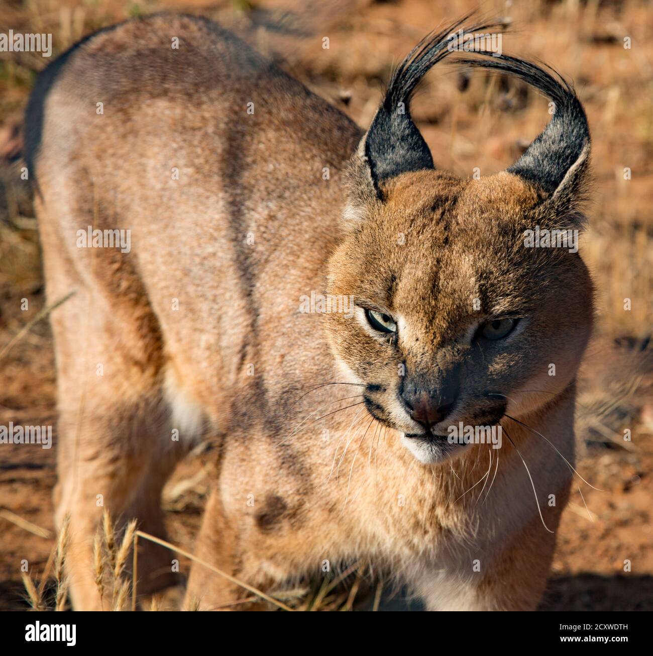 Caracal cat scans his surroundings for food Stock Photo - Alamy