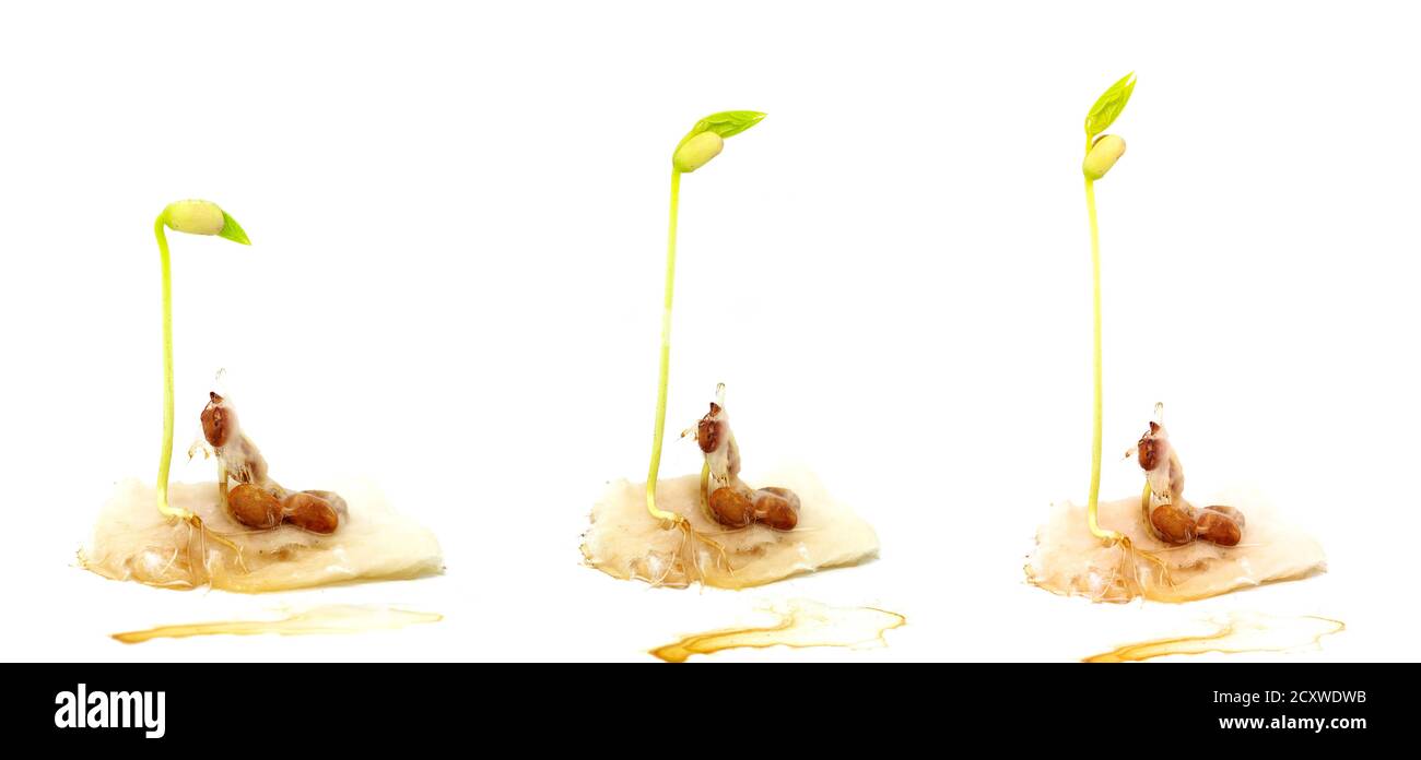 Bean plant growing on cotton, homemade plant cultivation. Upright stem ...