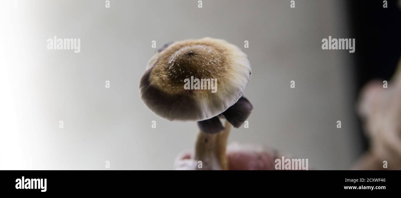 scientific research of psychedelic mushrooms in the field of mental ...
