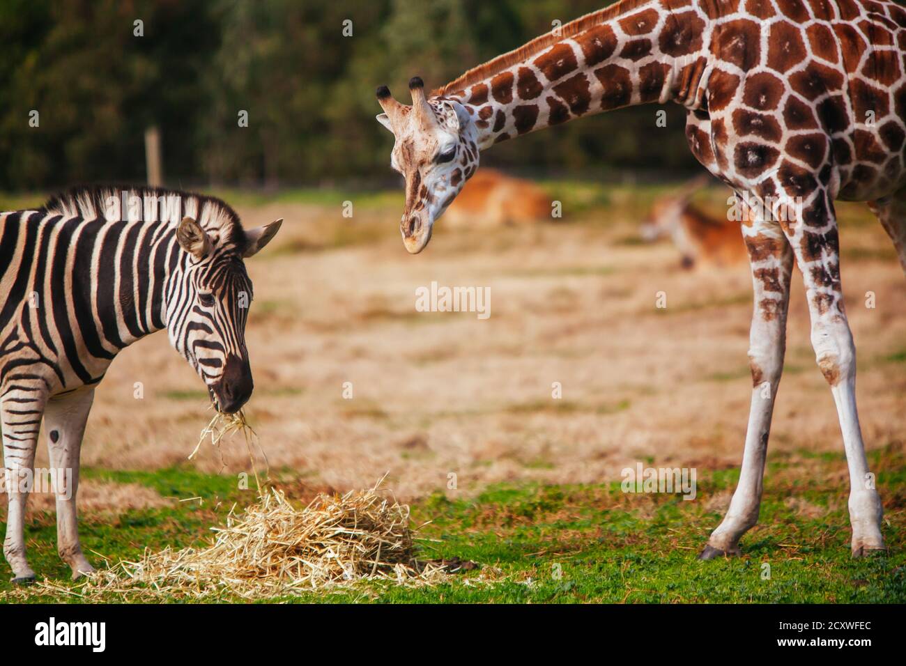 Plains Zebra in Melbourne Australia Stock Photo - Alamy