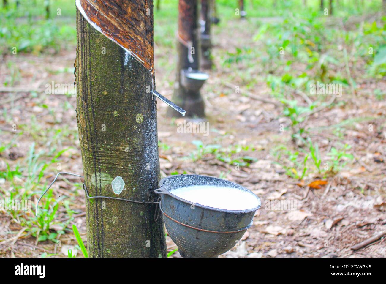 Harvesting latex from rubber trees hi-res stock photography and images ...