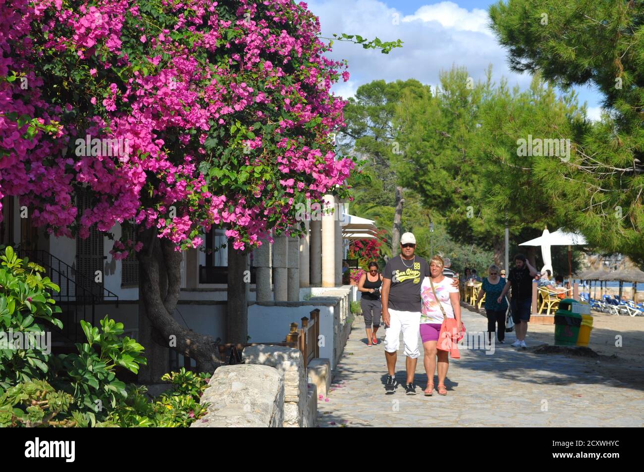 Bougainvillea on Pine Walk Puerto Pollensa Majorca Stock Photo - Alamy