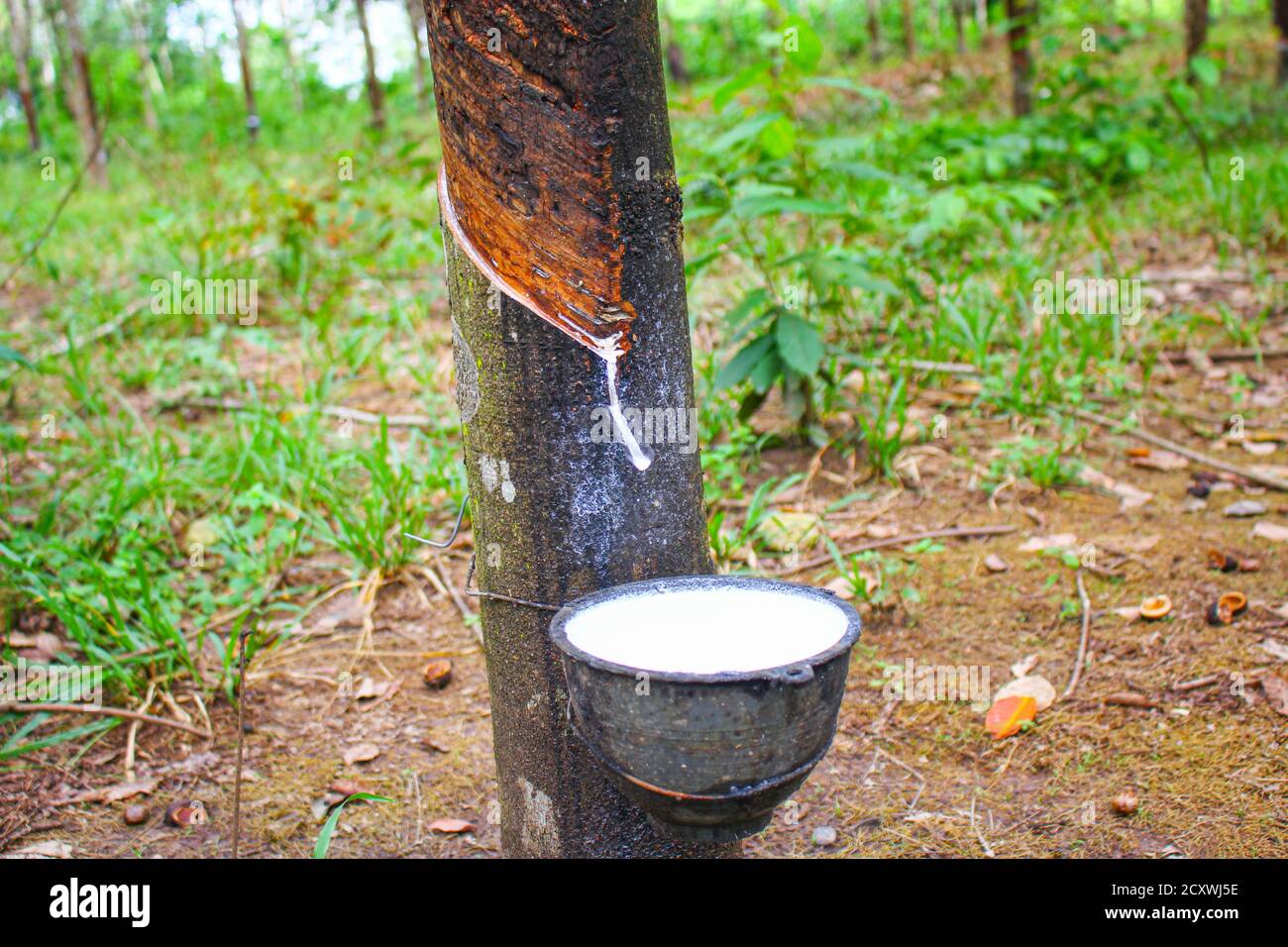 Vietnam rubber tree,Tapping latex rubber,latex extracted from rubber ...