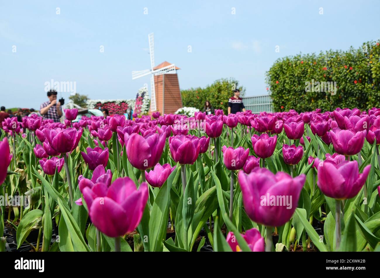 Common Tulipa Liliaceae Tulip windmill Stock Photo - Alamy