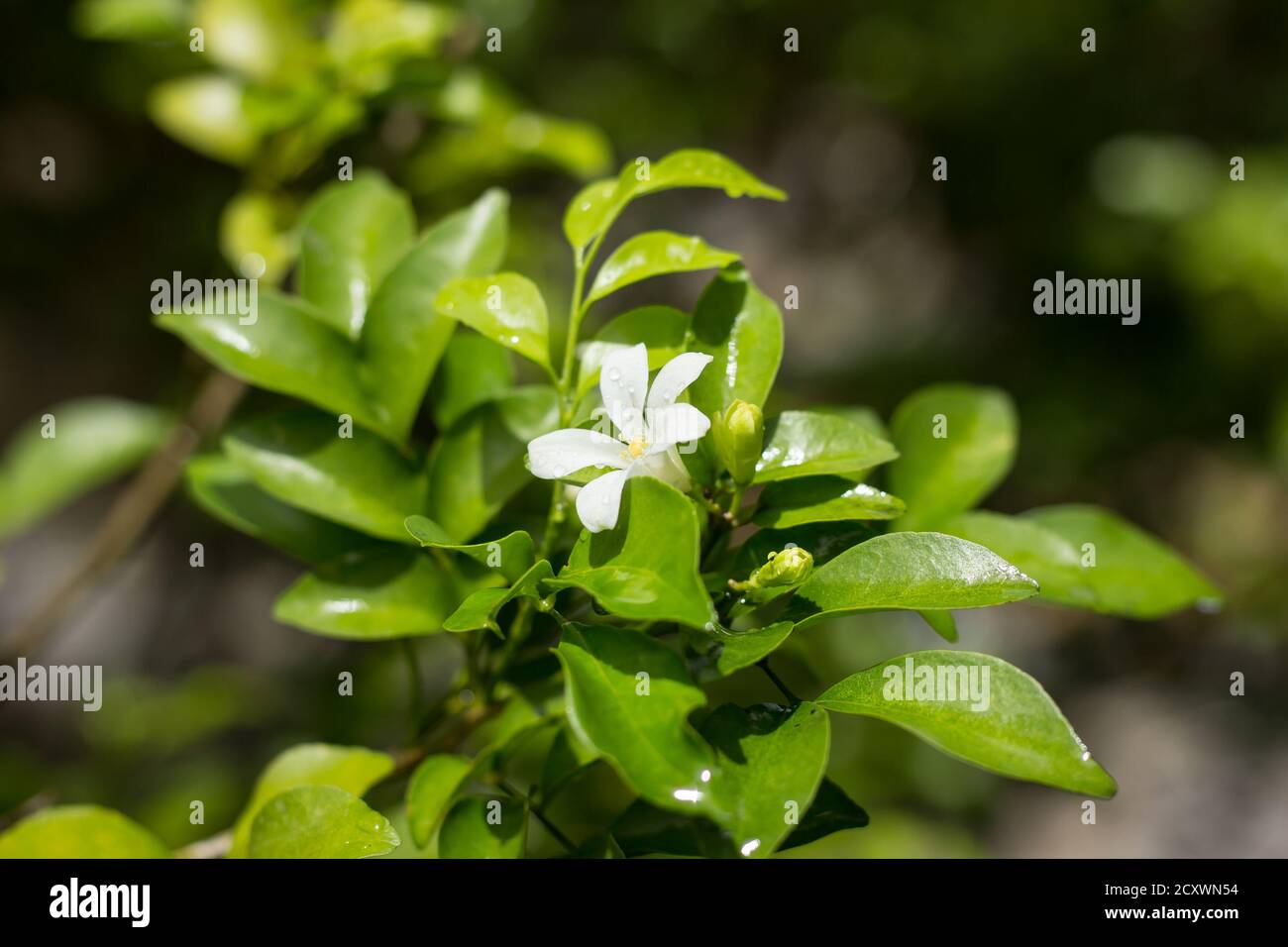 Close up Small white Flower of Orange Jessamine flowers Stock Photo - Alamy