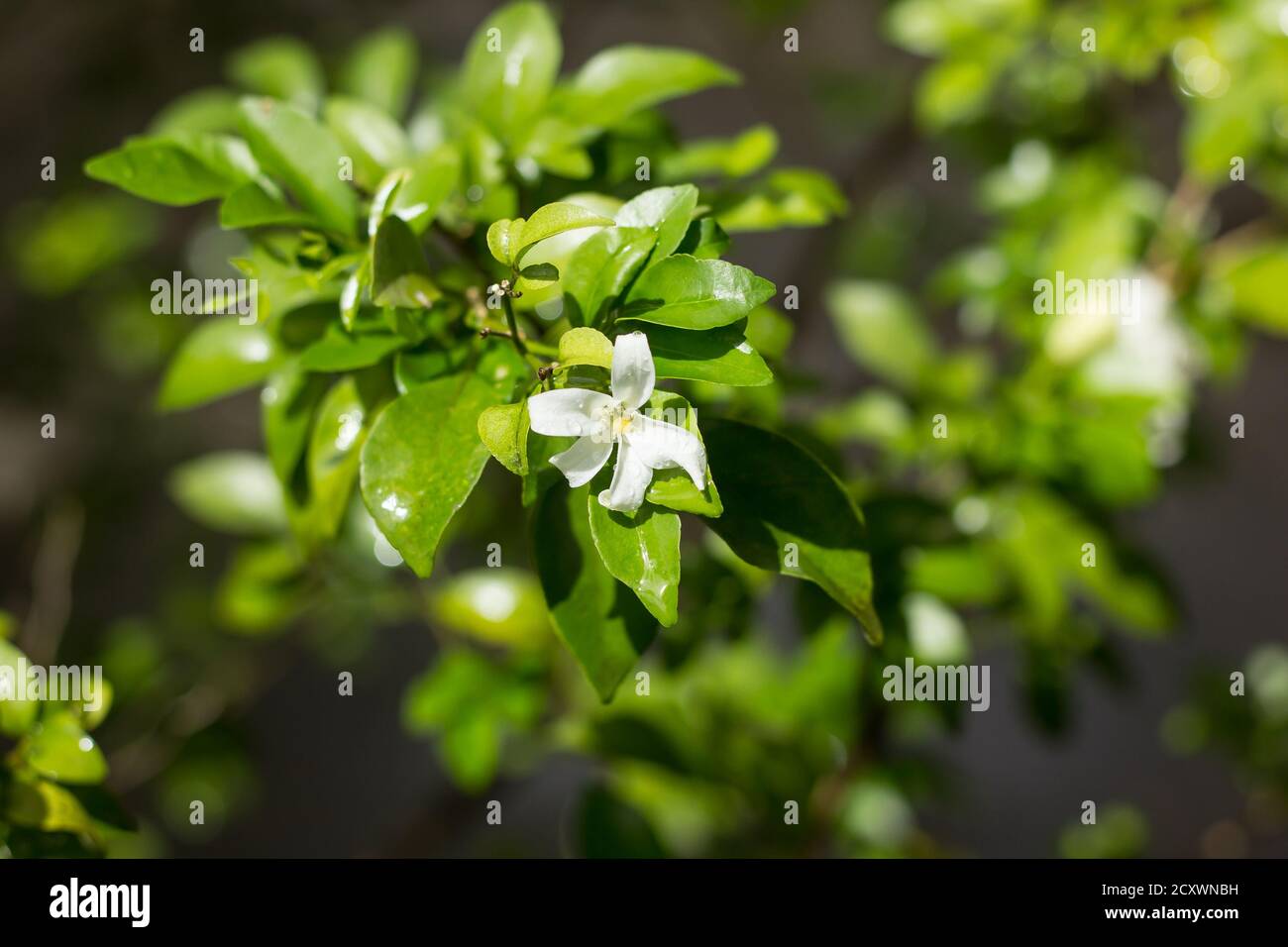 Close up Small white Flower of Orange Jessamine flowers Stock Photo - Alamy