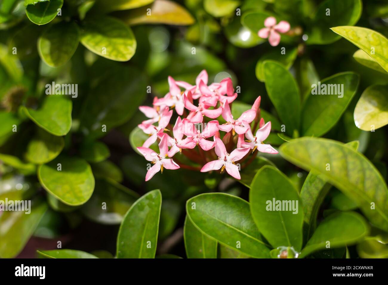 Close up of Water drop on Small Pink mix soft white Ixora flower Stock ...