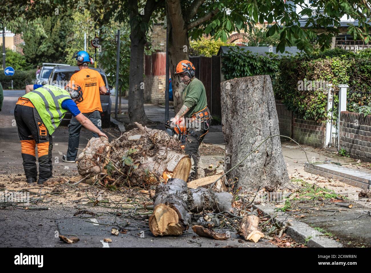 Horse Chestnut Canker High Resolution Stock Photography and Images - Alamy