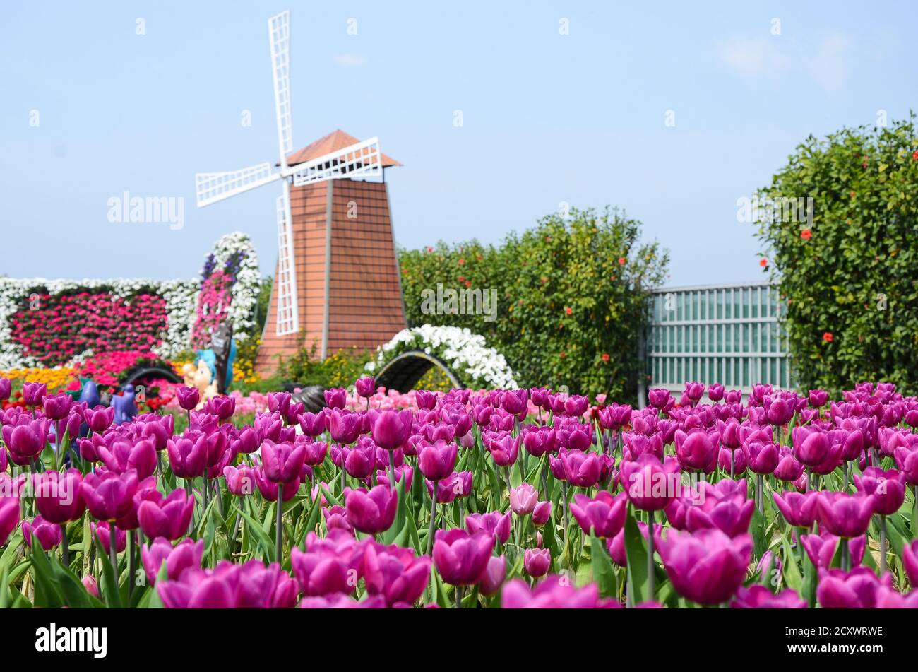 Common Tulipa Liliaceae Tulip windmill Stock Photo - Alamy