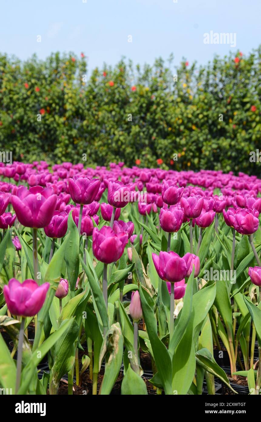 Common Tulipa Liliaceae Tulip windmill Stock Photo - Alamy