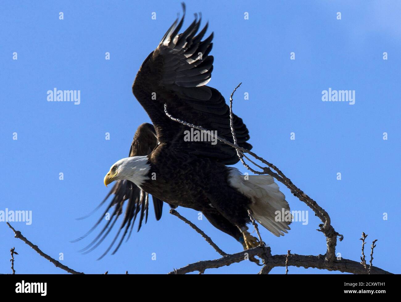 Fledgling eagles eagles hi-res stock photography and images - Alamy