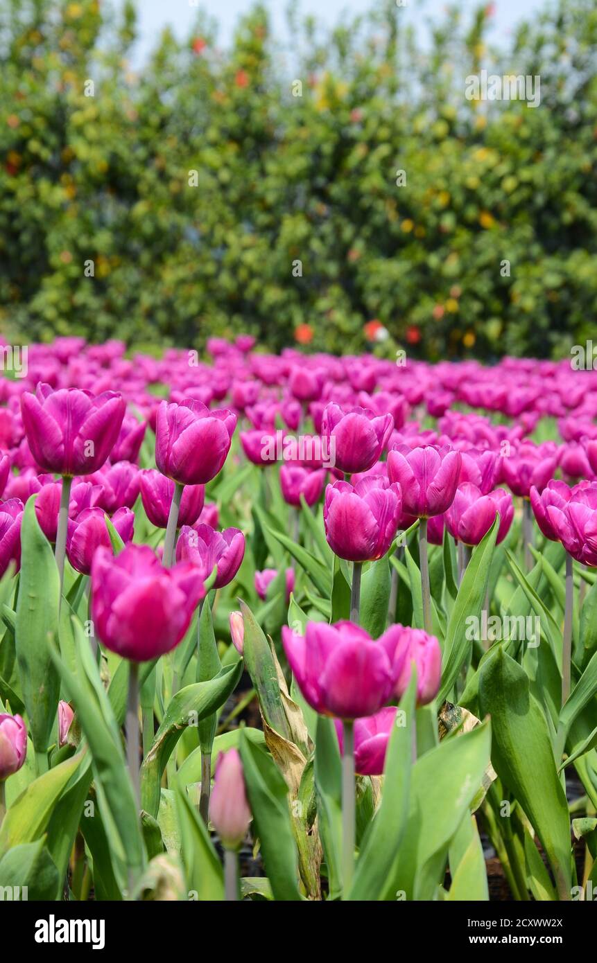Common Tulipa Liliaceae Tulip windmill Stock Photo - Alamy