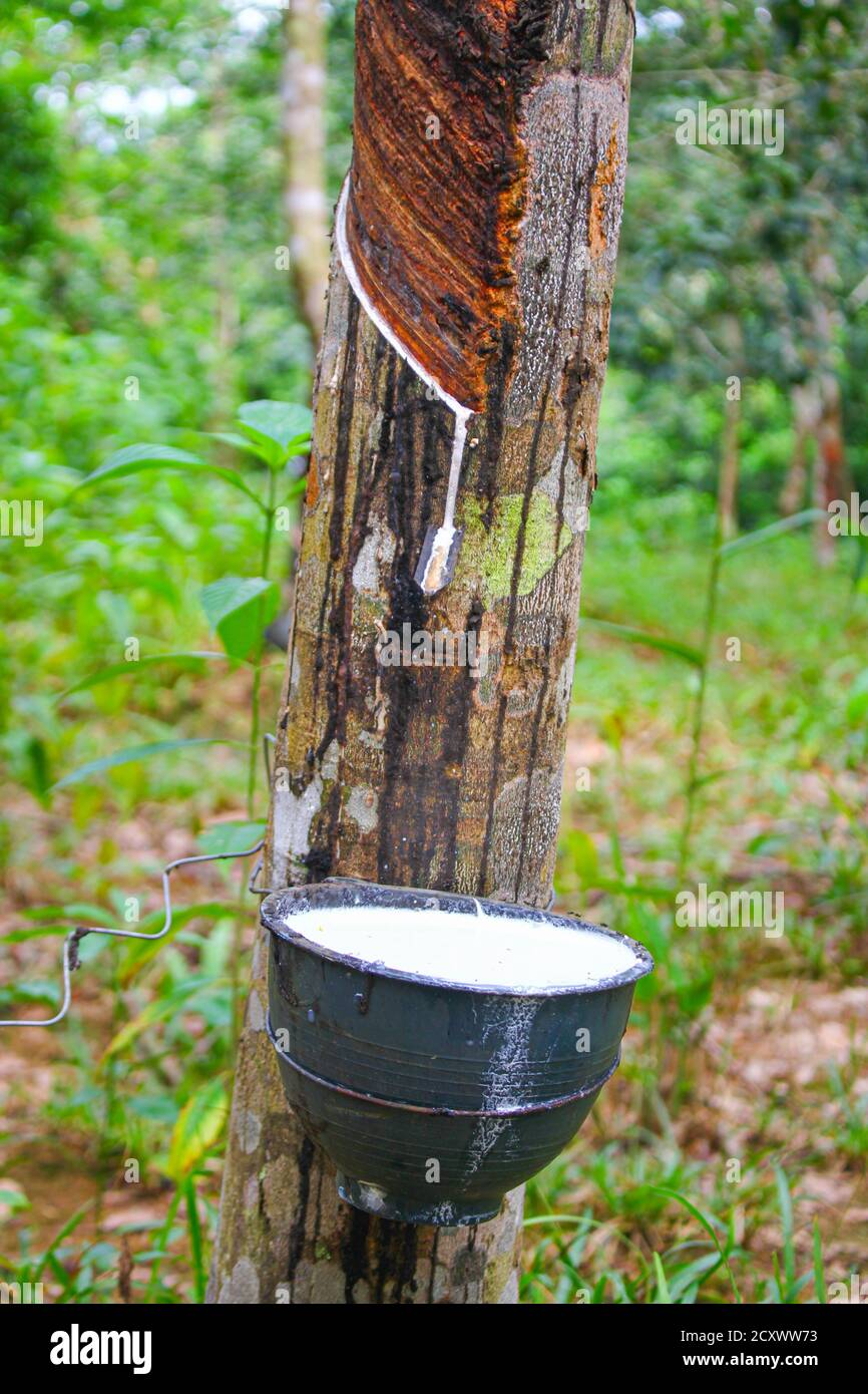 Vietnam rubber tree,Tapping latex rubber,latex extracted from rubber ...