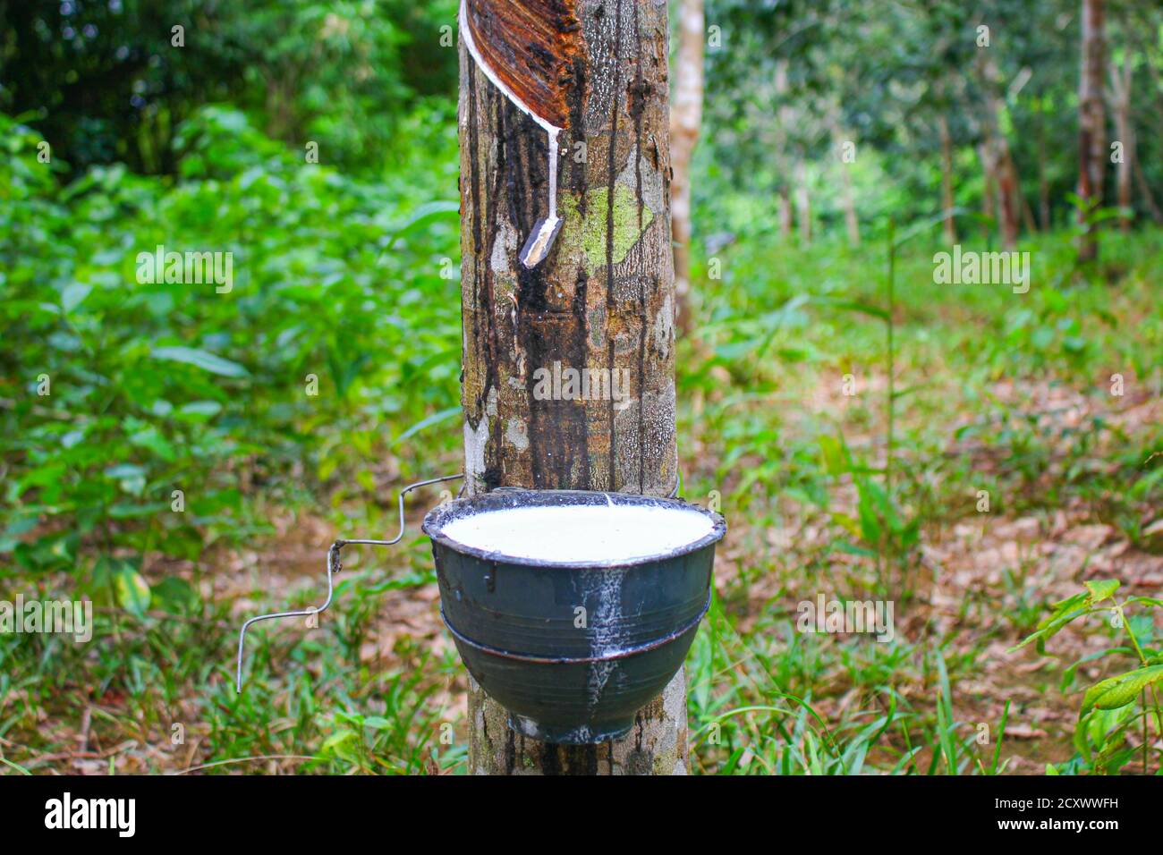 Vietnam rubber tree,Tapping latex rubber,latex extracted from rubber ...
