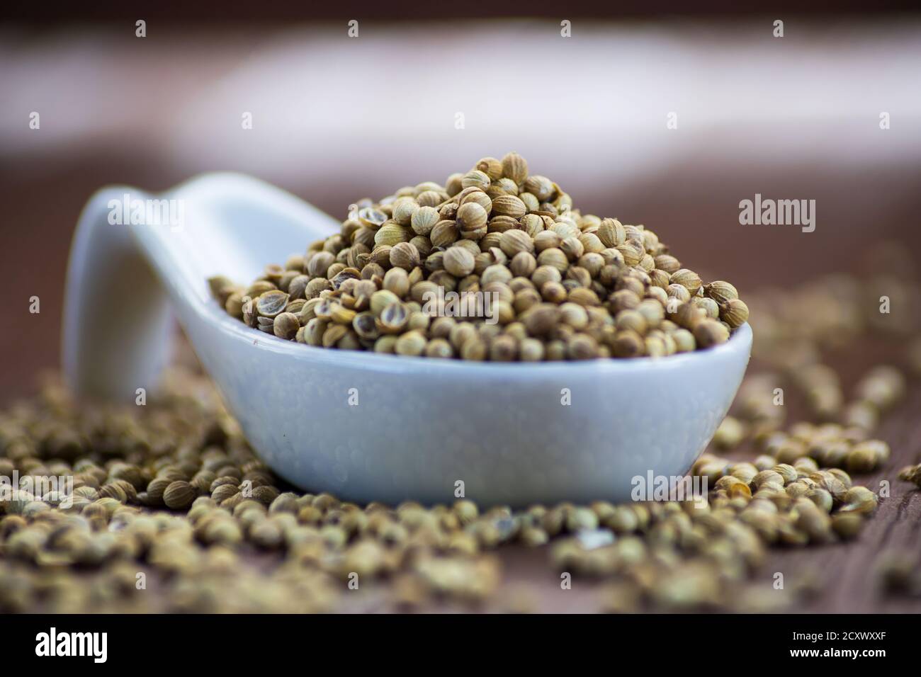 Pile of dried coriander seeds in white porcelain spoon. Selective focus ...