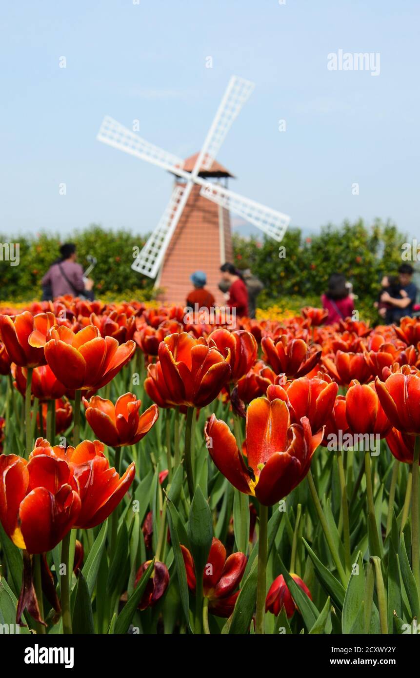 Common Tulipa Liliaceae Tulip windmill Stock Photo - Alamy