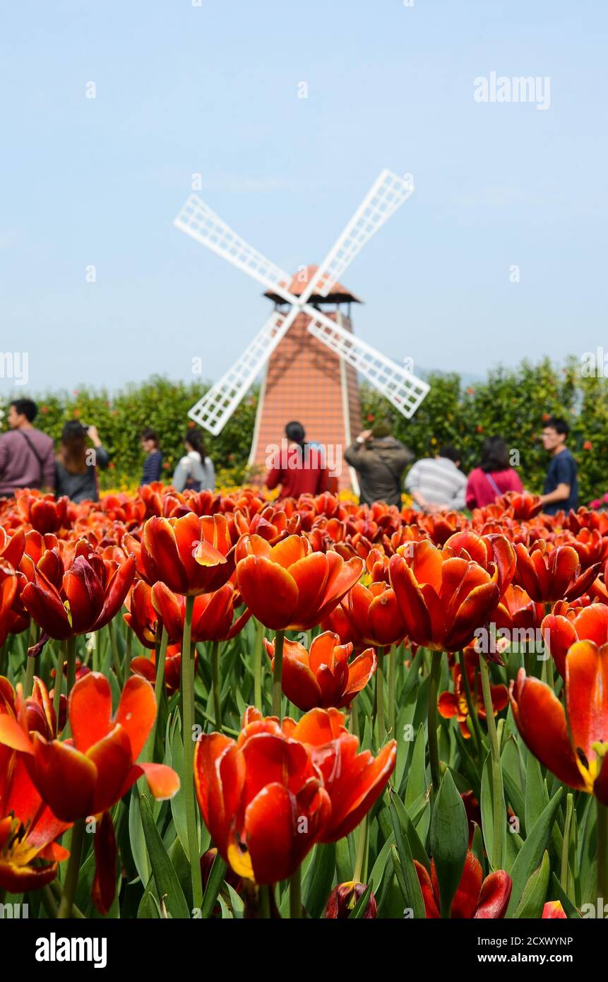 Common Tulipa Liliaceae Tulip windmill Stock Photo - Alamy