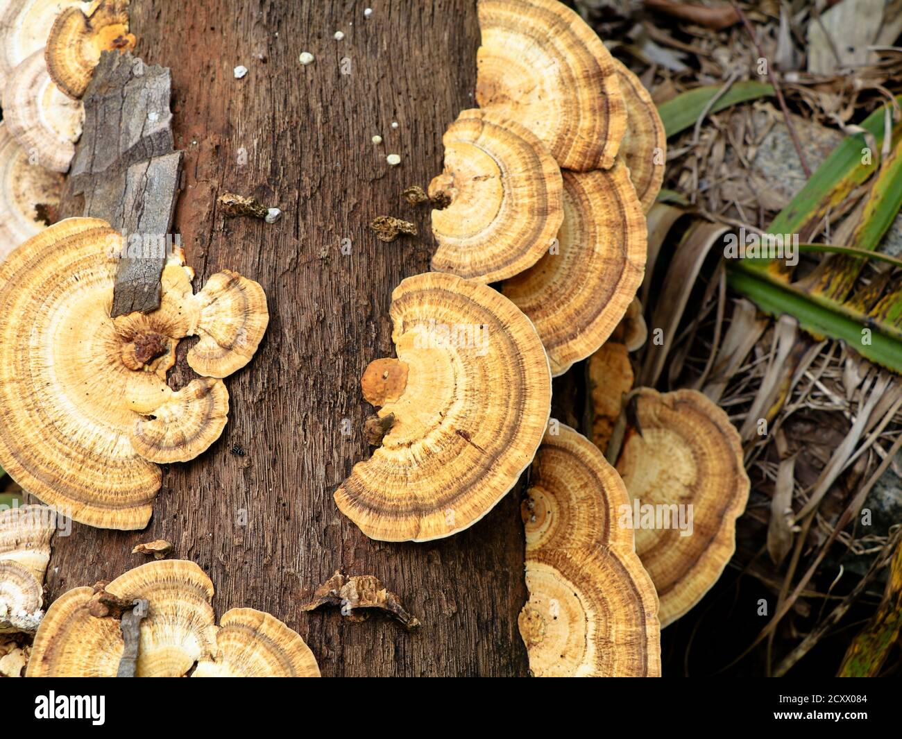 Dead coconut trunk hi-res stock photography and images - Alamy