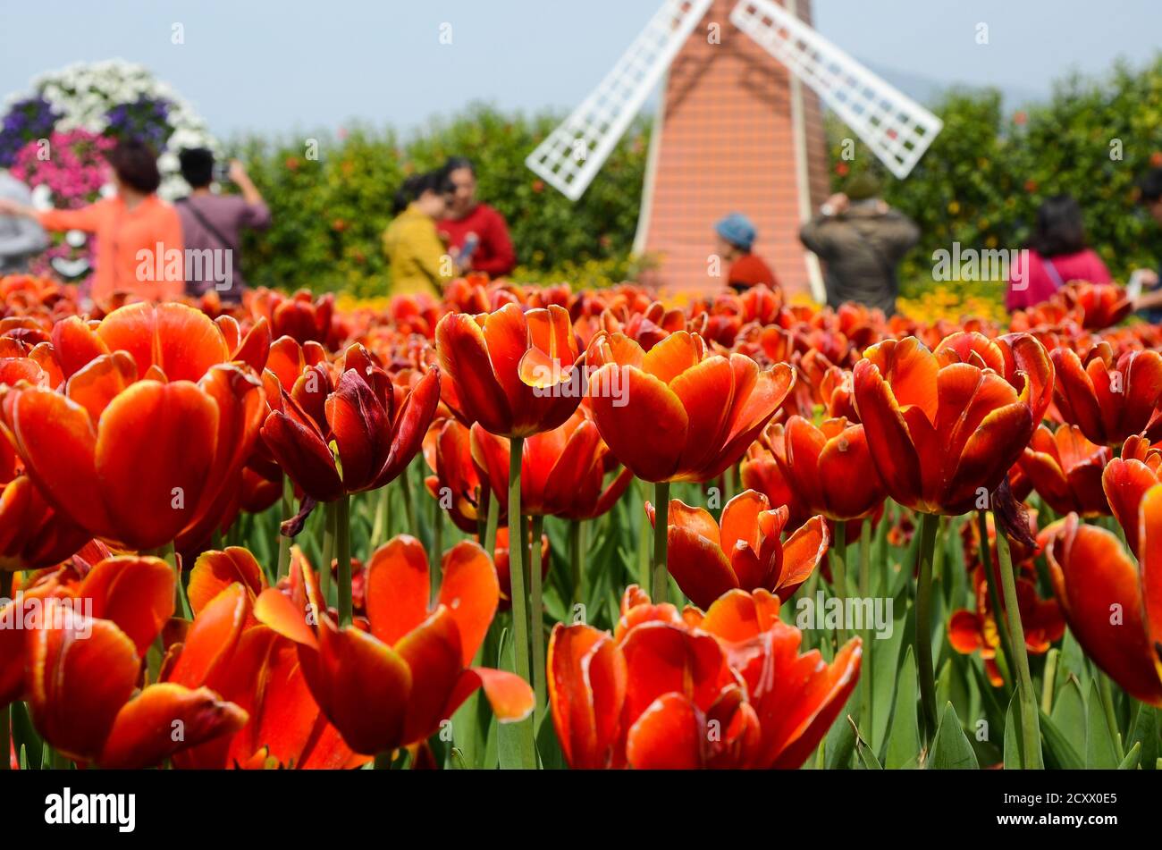 Common Tulipa Liliaceae Tulip windmill Stock Photo - Alamy