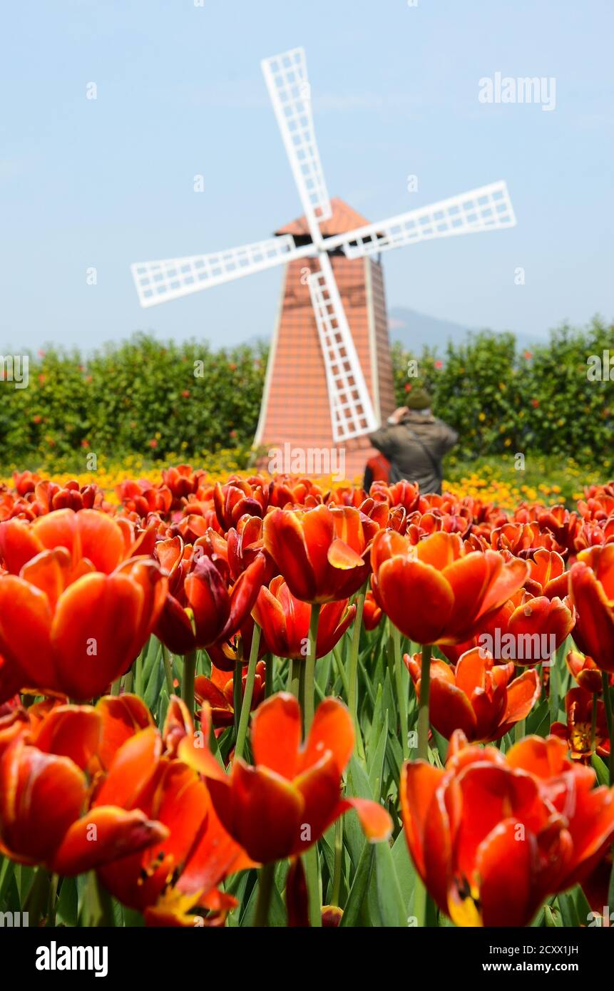 Common Tulipa Liliaceae Tulip windmill Stock Photo - Alamy