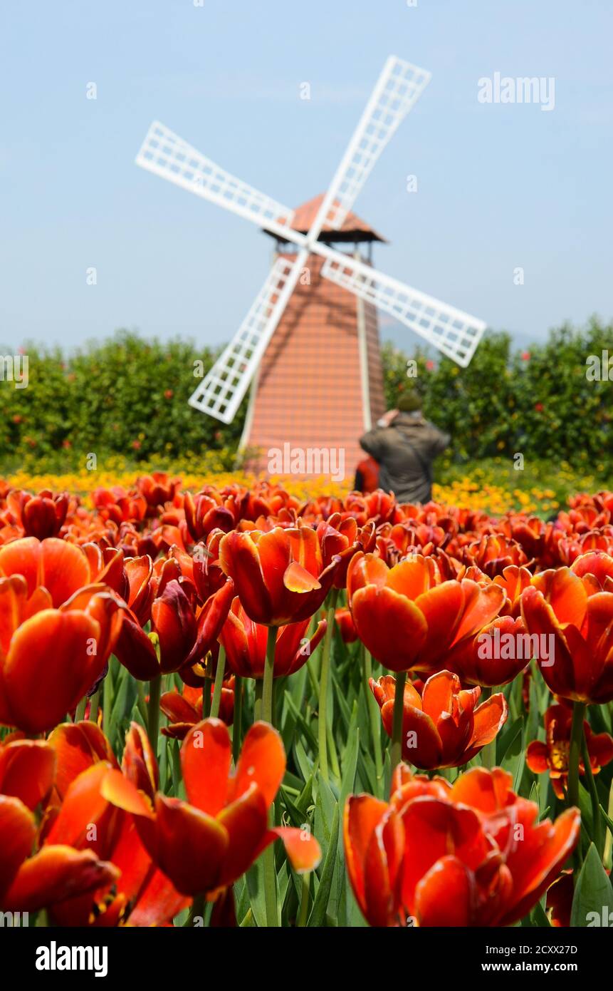 Common Tulipa Liliaceae Tulip windmill Stock Photo - Alamy