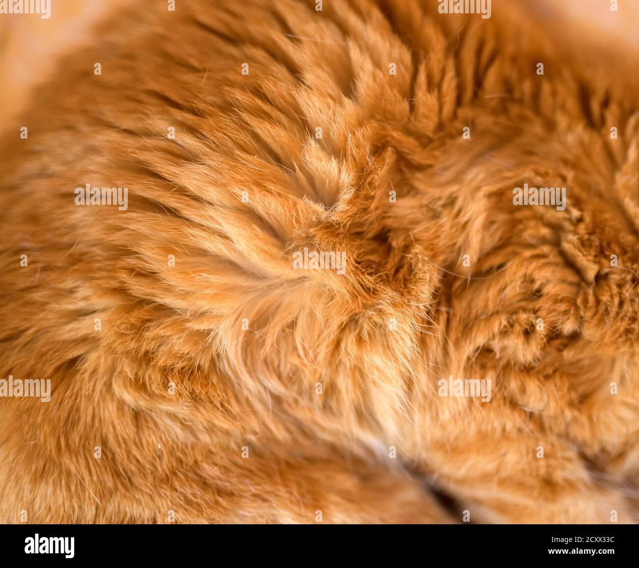 Red cat fur closeup. Shallow depth of field Stock Photo - Alamy