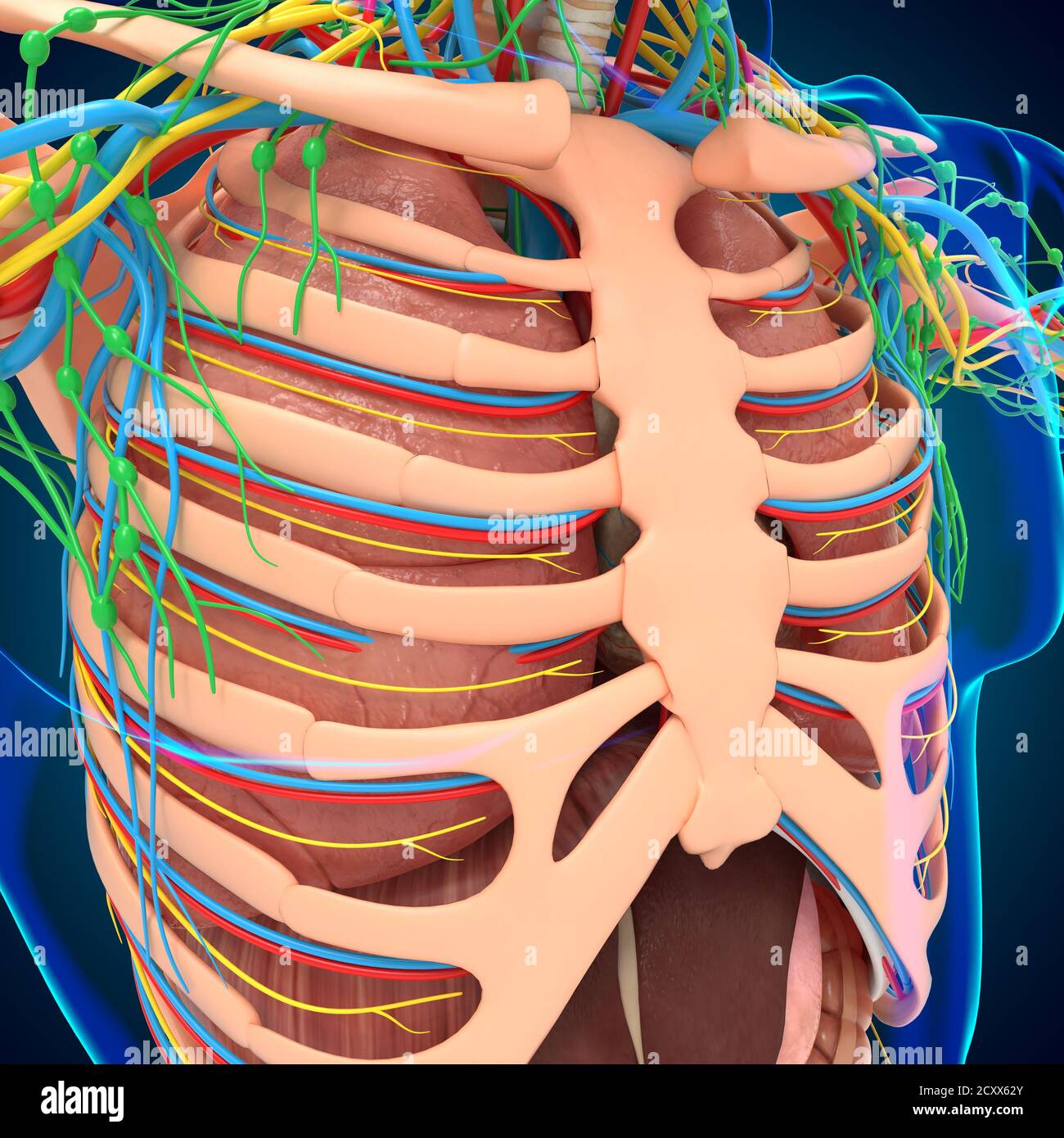 Human Anatomy For medical concept 3D Illustration Stock Photo - Alamy