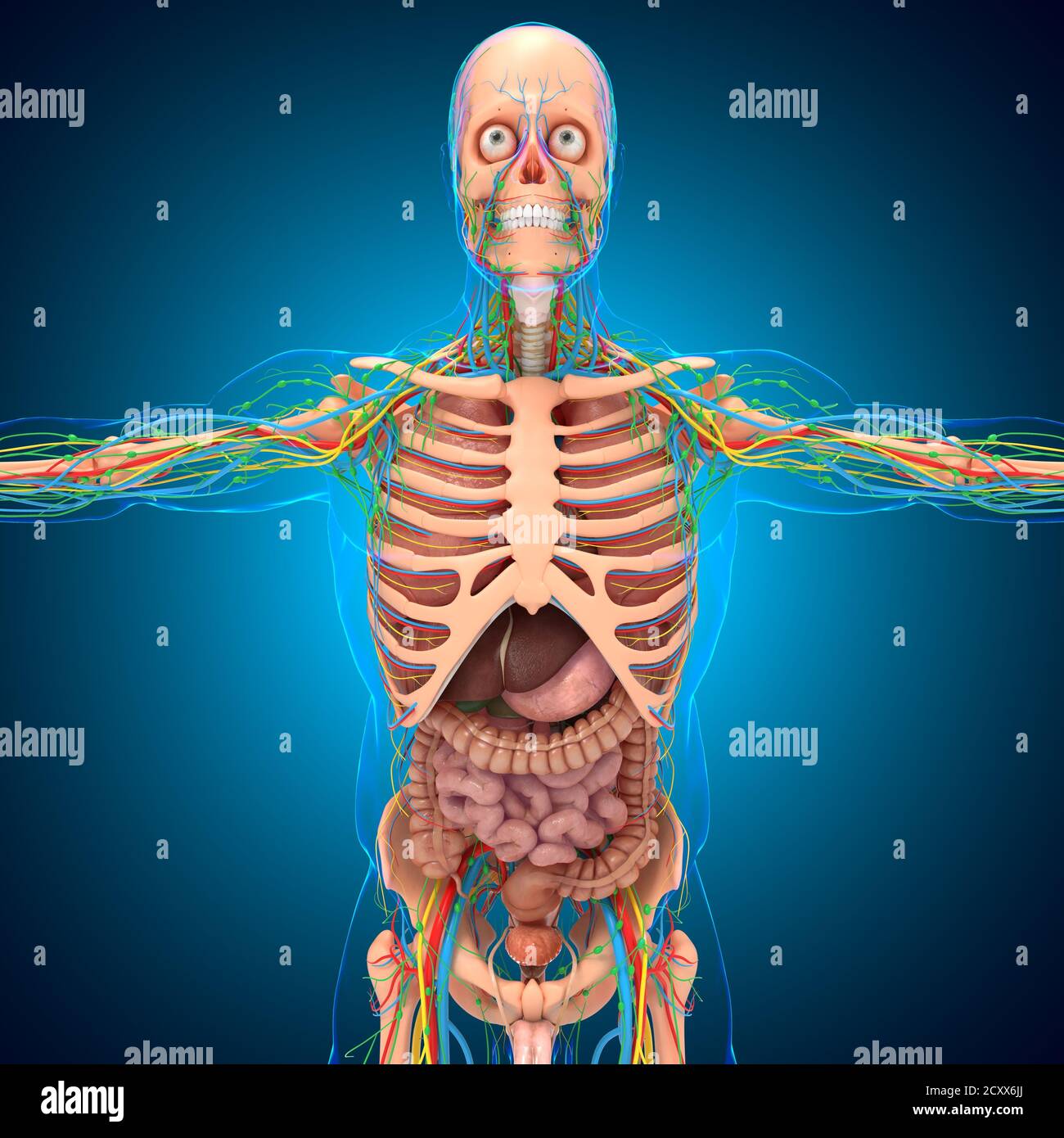 Human Anatomy For medical concept 3D Illustration Stock Photo - Alamy