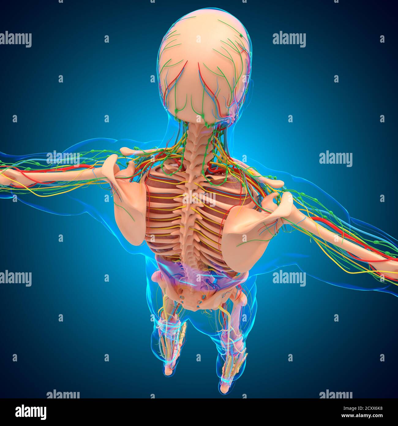 Human Anatomy For medical concept 3D Illustration Stock Photo - Alamy