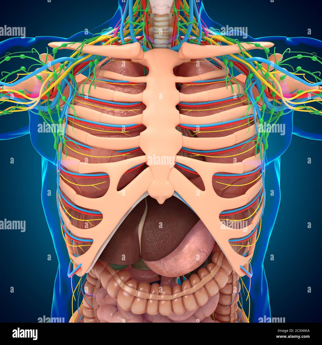 Human Anatomy For medical concept 3D Illustration Stock Photo - Alamy