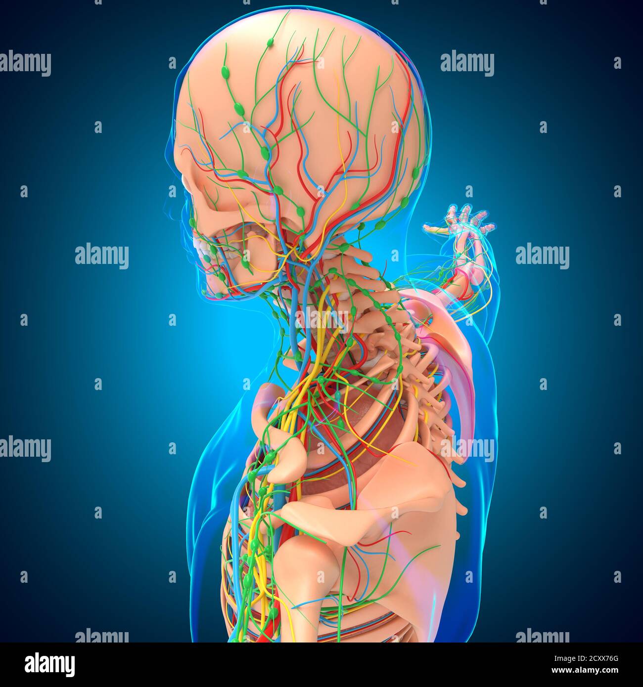 Human Anatomy For medical concept 3D Illustration Stock Photo - Alamy