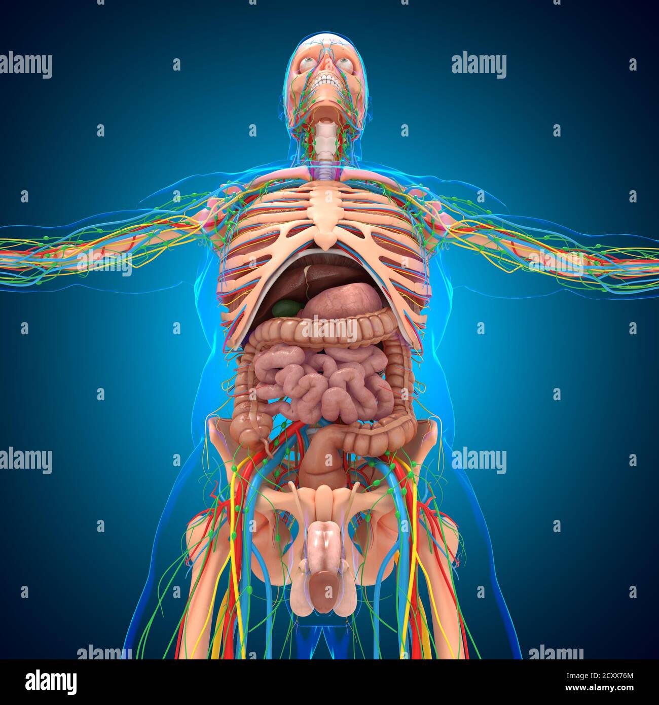 Human Anatomy For medical concept 3D Illustration Stock Photo - Alamy