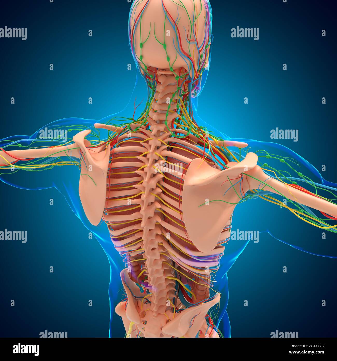 Human Anatomy For medical concept 3D Illustration Stock Photo - Alamy