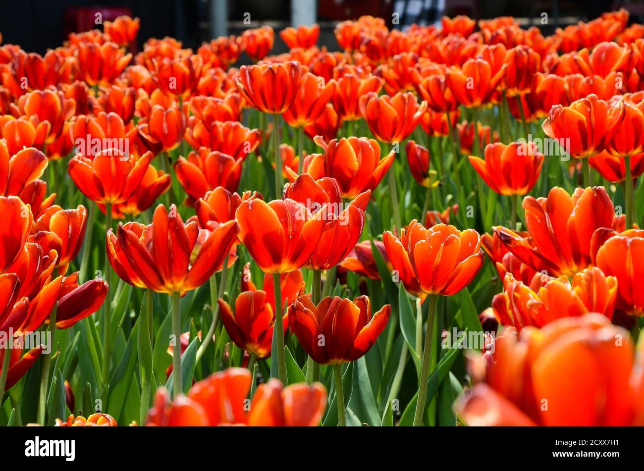 Common Tulipa Liliaceae Tulip windmill Stock Photo - Alamy