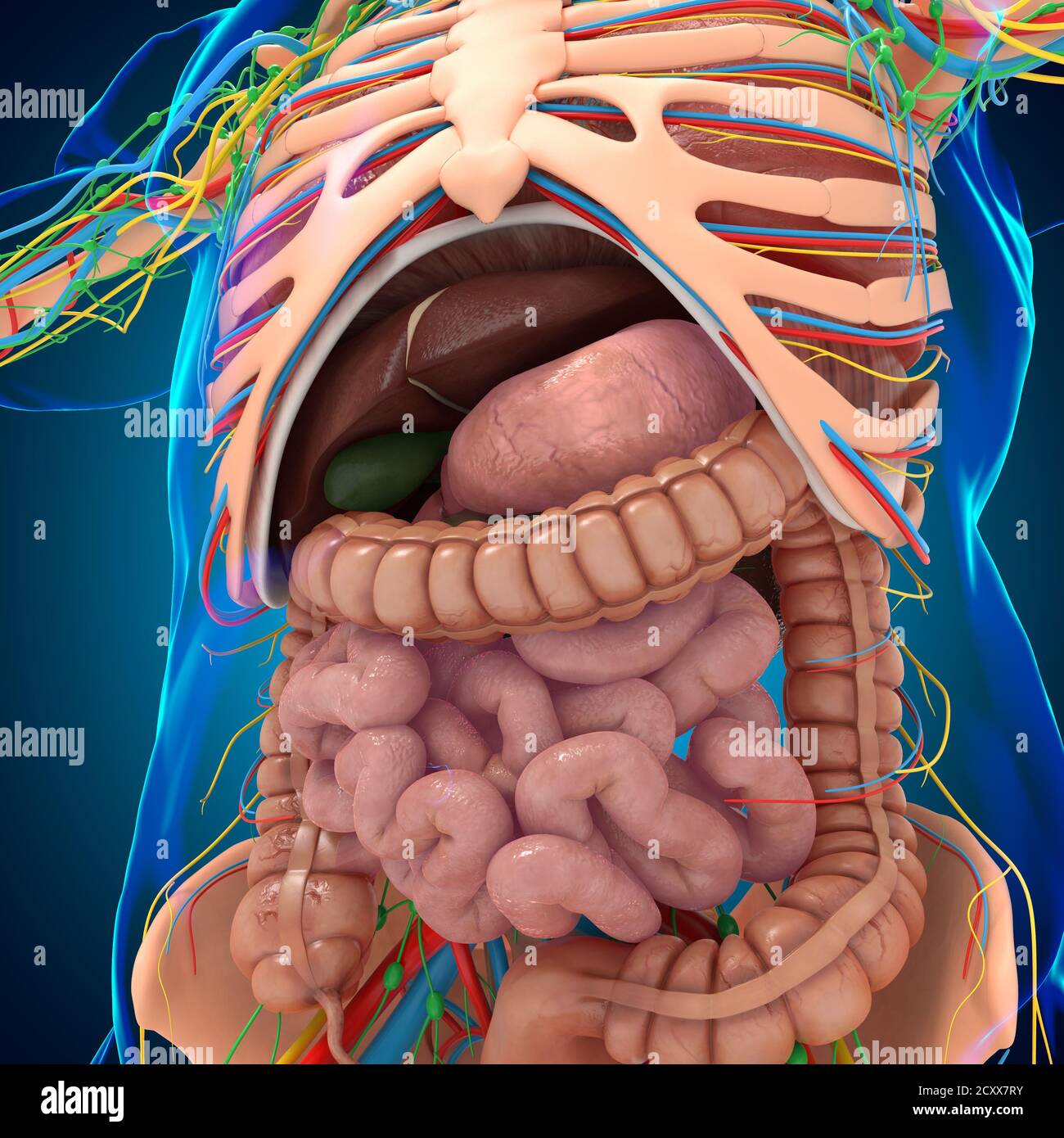 Human Anatomy For medical concept 3D Illustration Stock Photo - Alamy