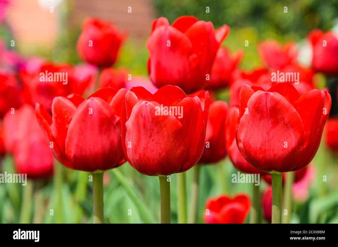Common Tulipa Liliaceae Tulip windmill Stock Photo - Alamy