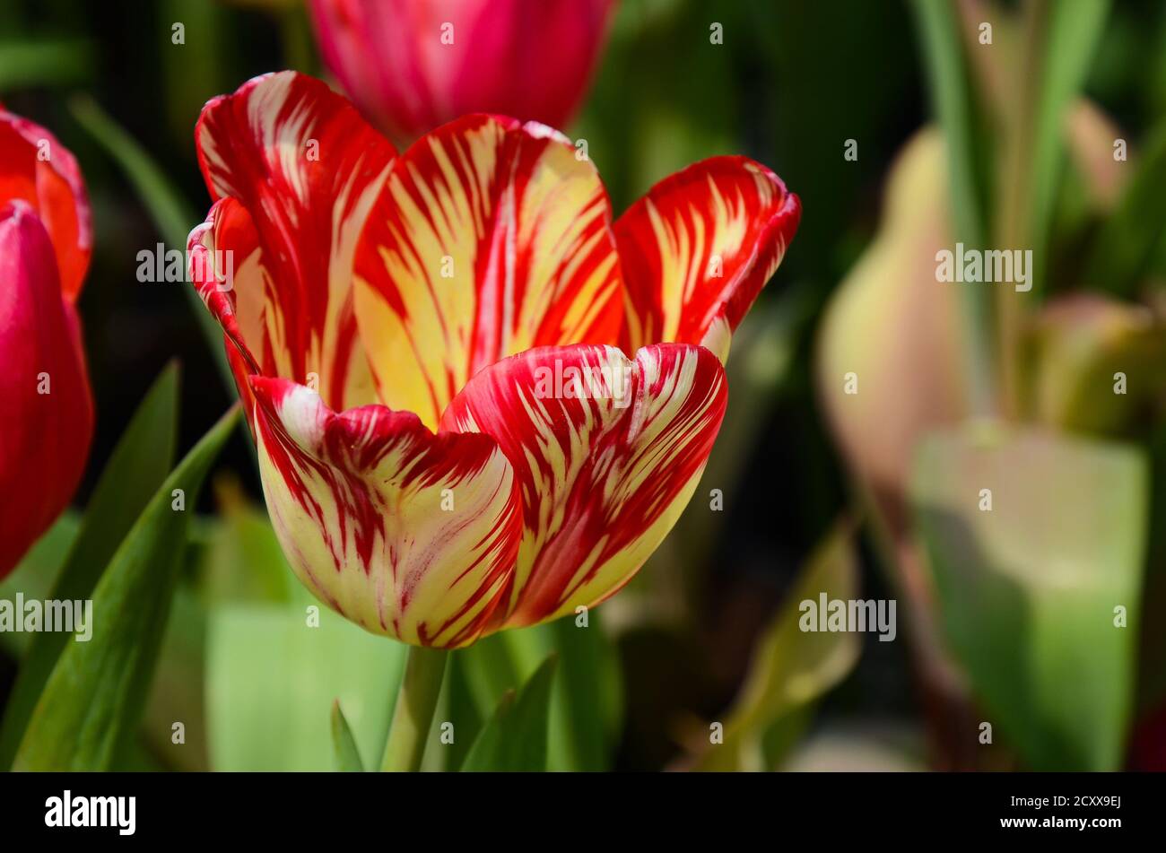 Common Tulipa Liliaceae Tulip windmill Stock Photo - Alamy